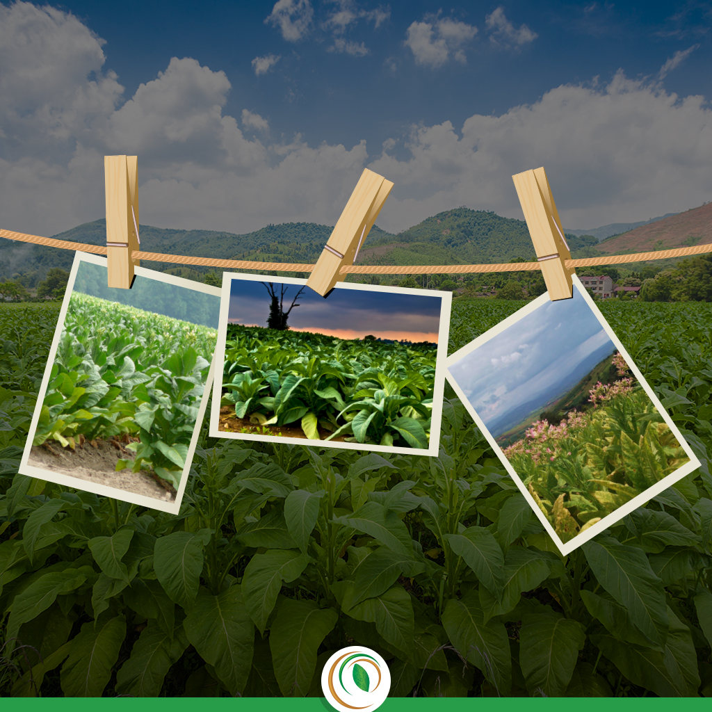 Manchar Souwar | Regie